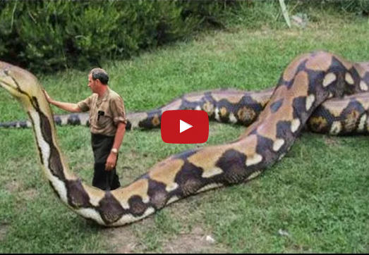 Face of Face Show: Biggest Python Snake - Giant Anaconda | World's ...
