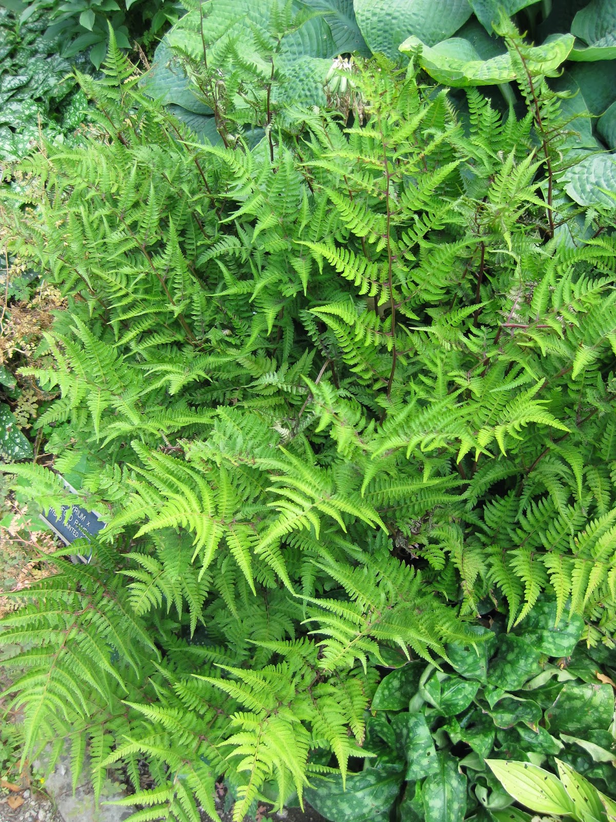 Rotary Botanical Gardens - Hort Blog: Fun Ferns (Starting With The ...