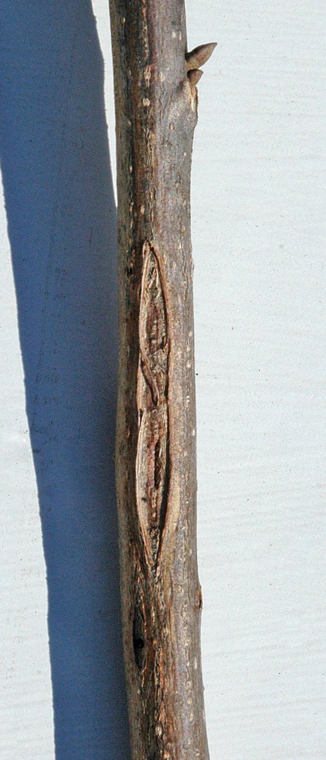 Northern Pecans: Pecan tree limb pruning and collecting scions