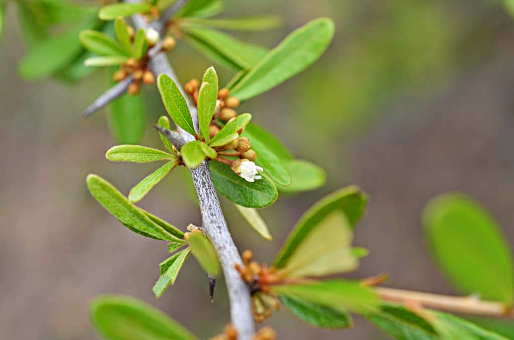 Space Coast Wildflowers: March 2014