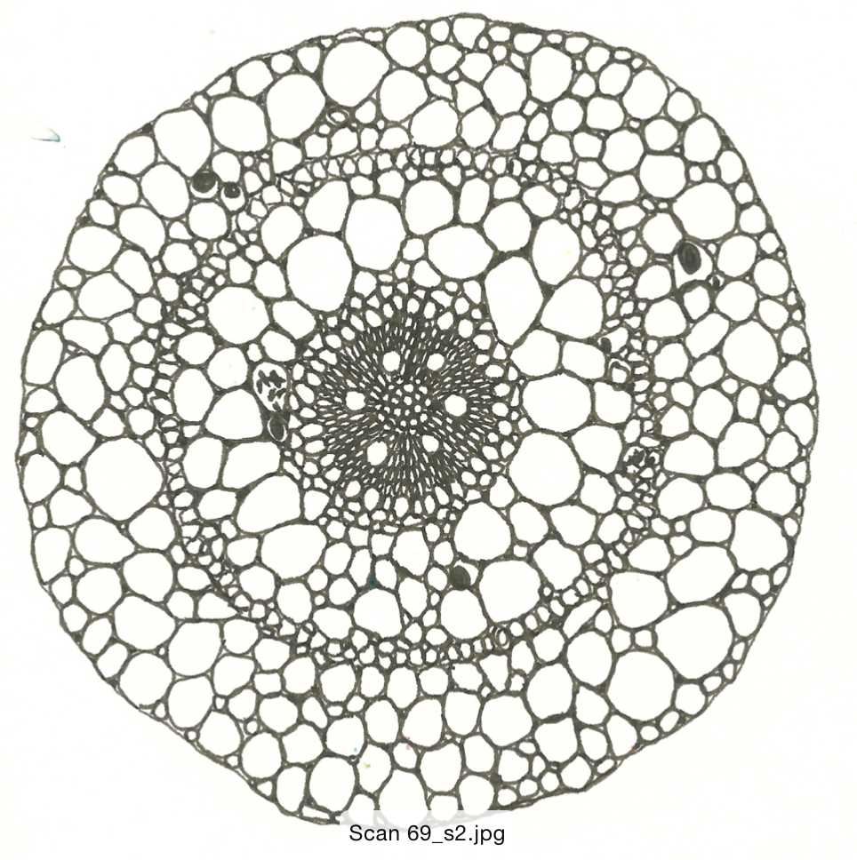 jessicaleslieyear3: How to draw microscopic cells