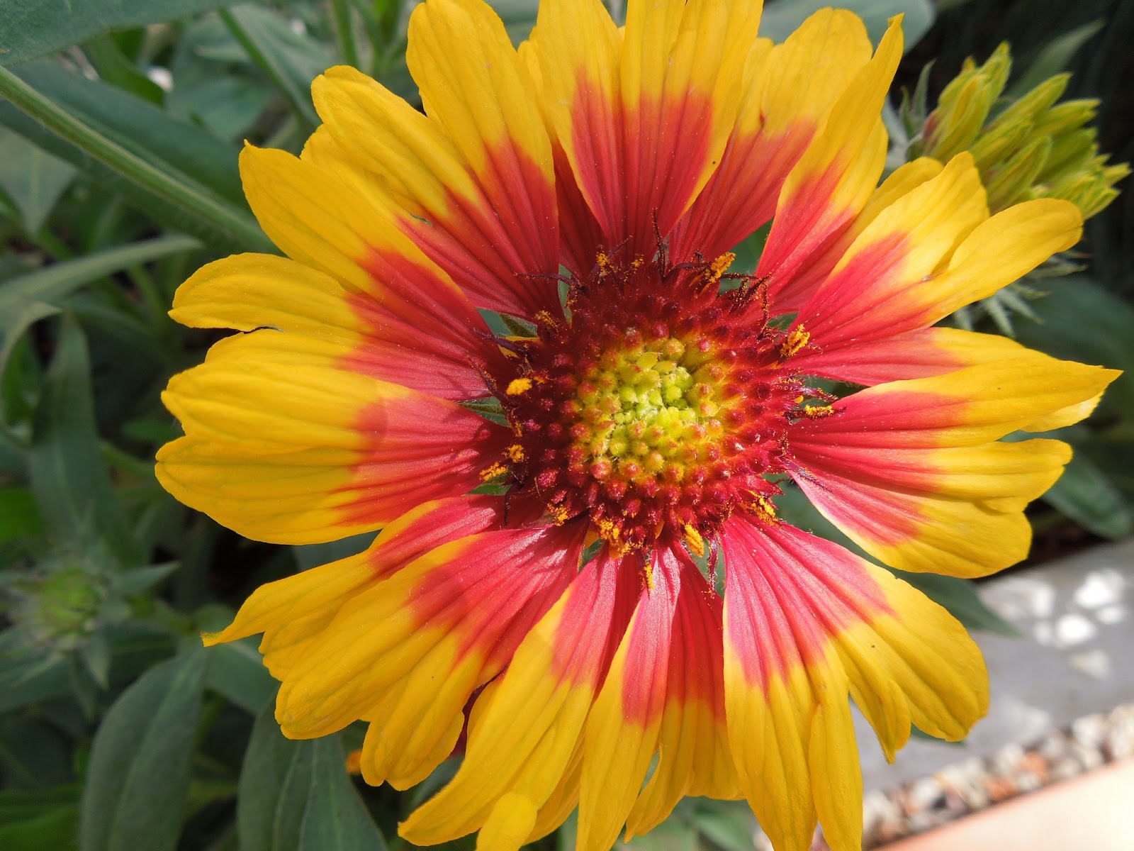 GALLARDIA - BOTÀNIC SERRAT