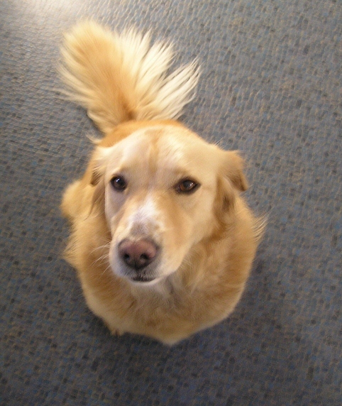 all squared up: An Honest Dog