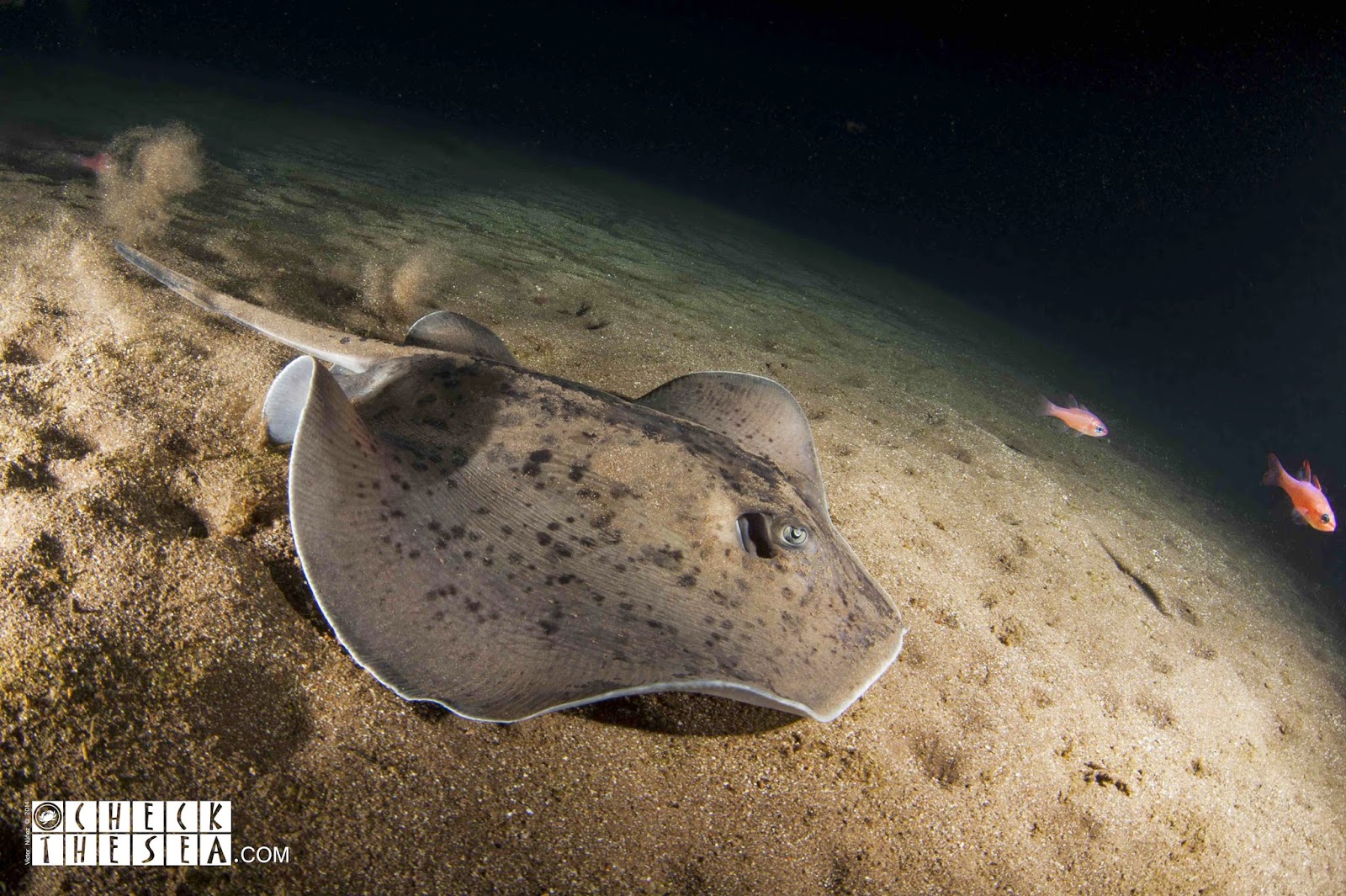 Check the Sea. Web de buceo y fotografía submarina de las Islas ...