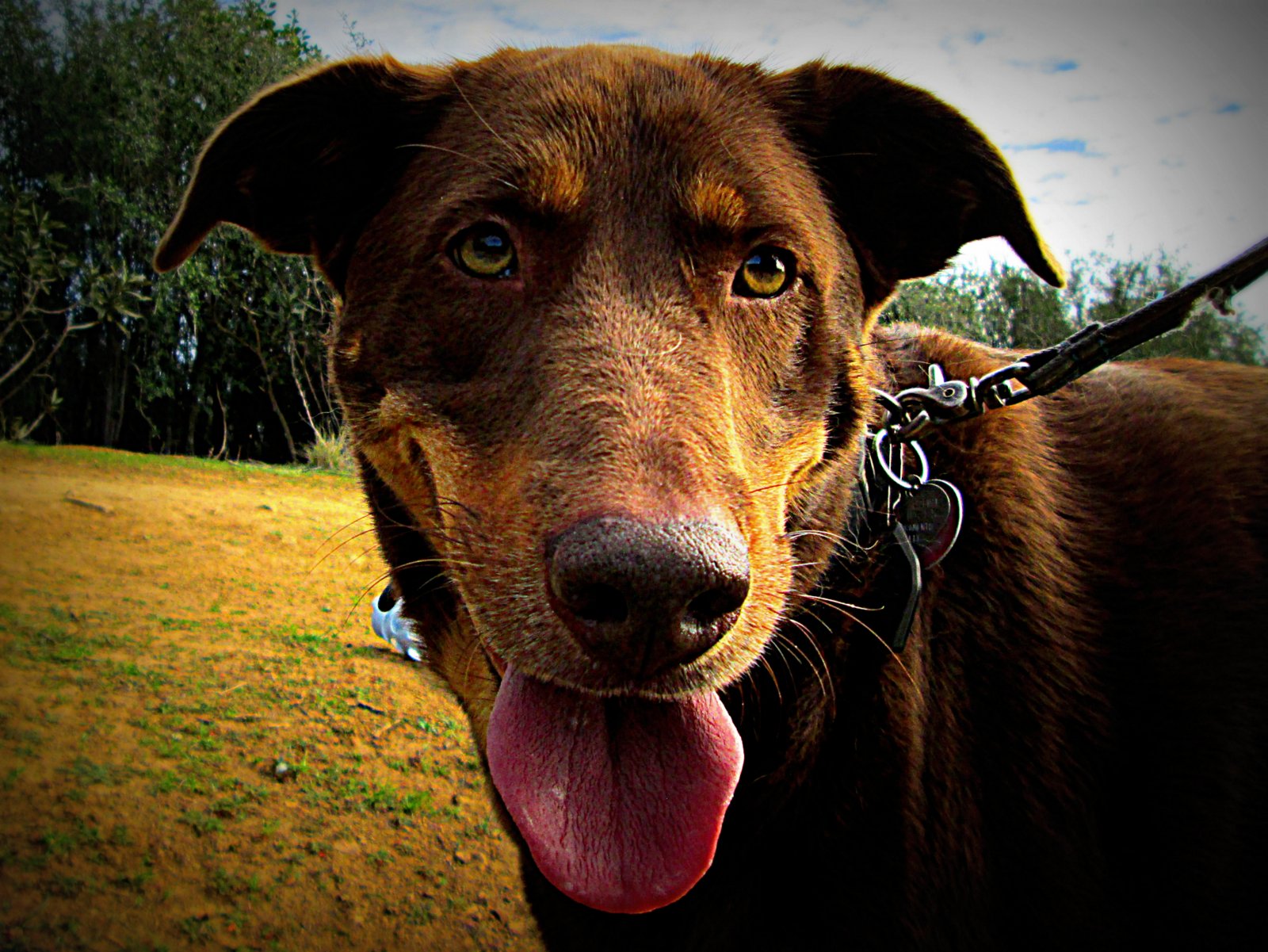 Outdoor Pursuits: Dogn' it