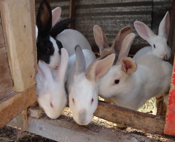 ISINYA MAARIFA CENTRE: The future of the rabbit industry around Kajiado ...