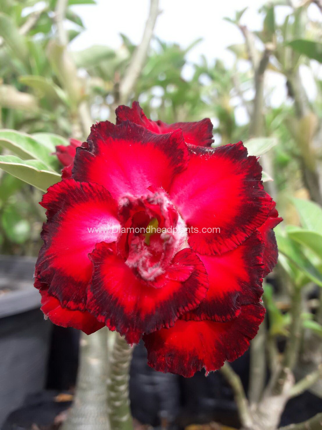 Adenium: New Adenium Catalog 2018-2019