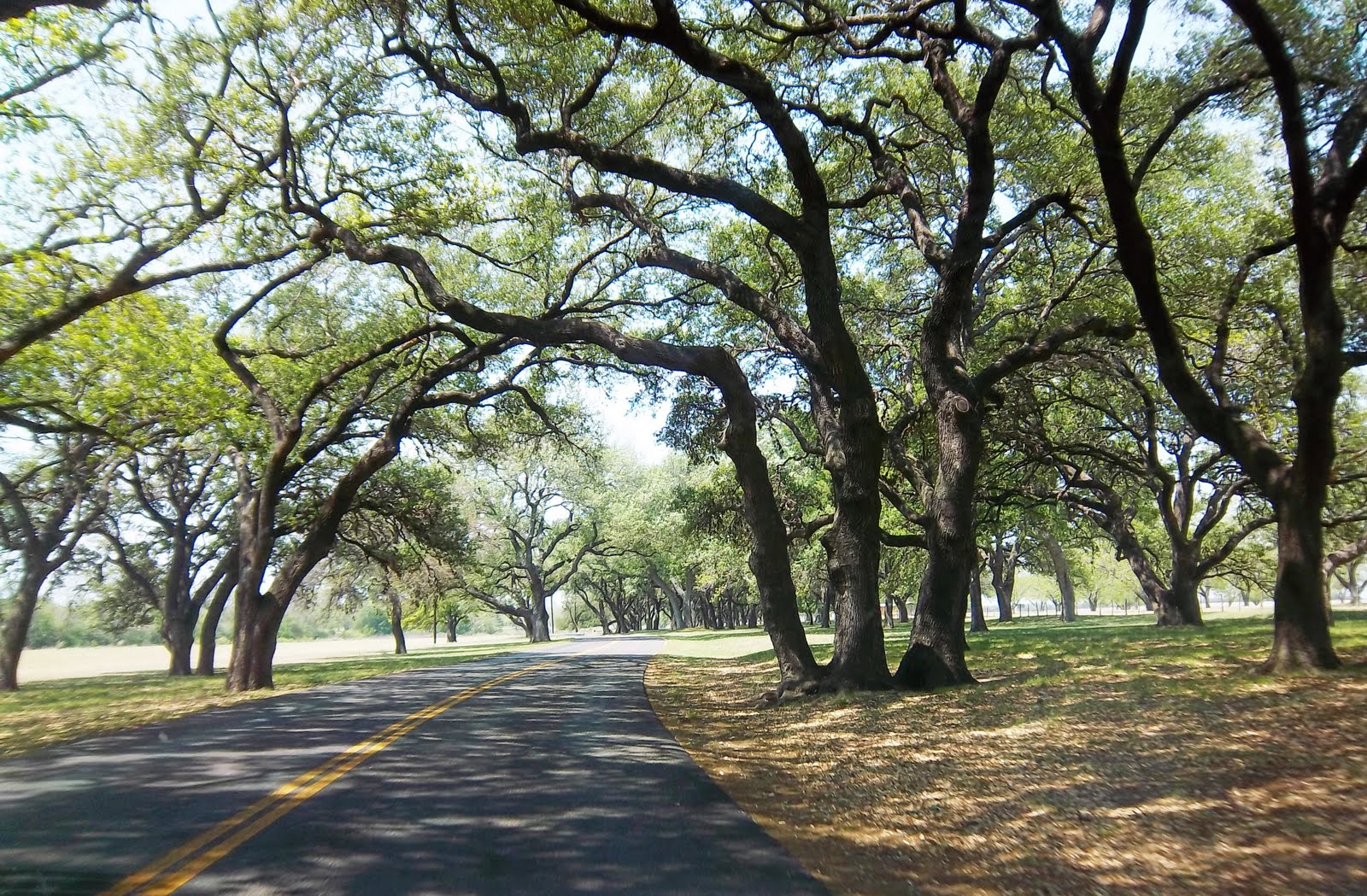 TanksPanky: FTJ, Entry 73: STILL in Texas -- 23 Days and CountingI!