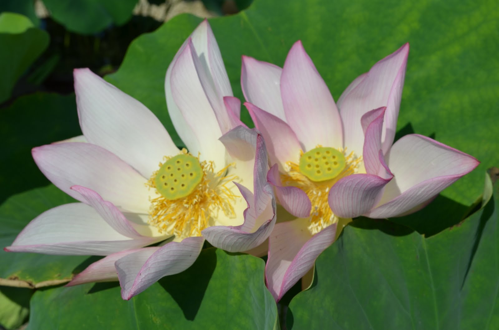 Sarah's English Writing Blog: Lotus flower in Nara