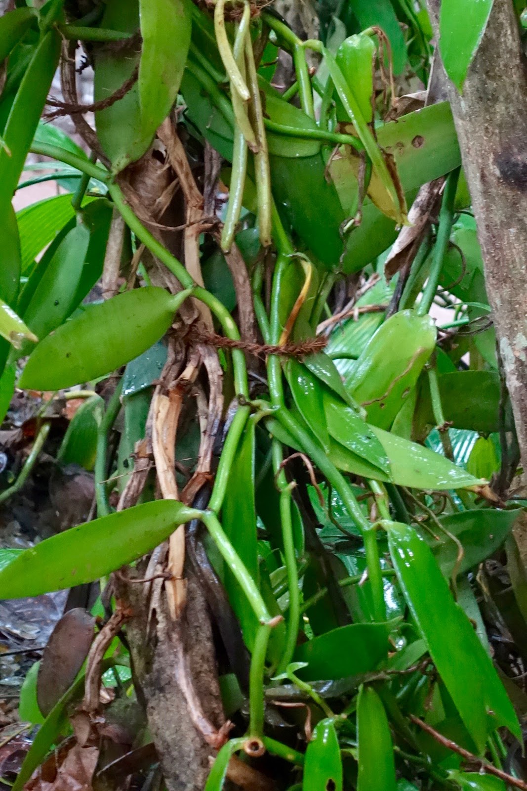 Luckgrove Ayurveda Gardens, Sri Lanka - Eat - Explore - Enjoy