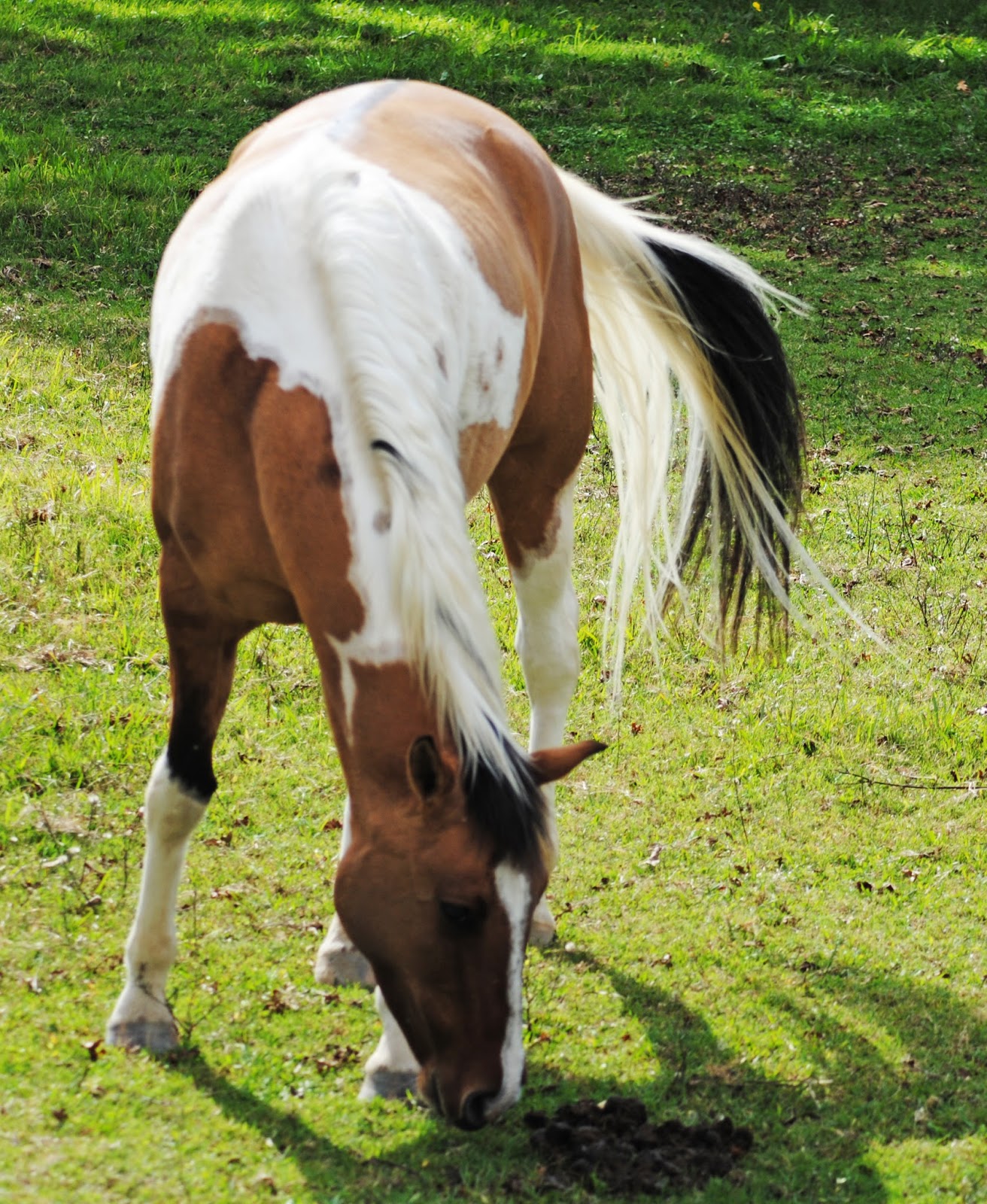 Adventures through Photography: Gibson Ranch Visit ~~ October 25, 2014