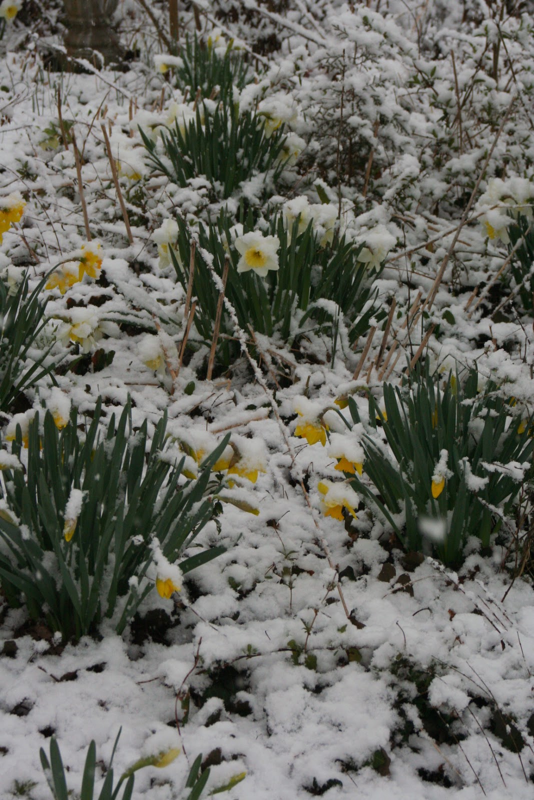 The Reluctant Grandmother: Wordless Wednesday: Spring Snow
