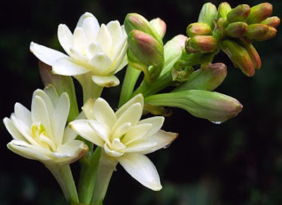 Cara Perbanyakan Bunga Sedap Malam | Belajar Pertanian Organik