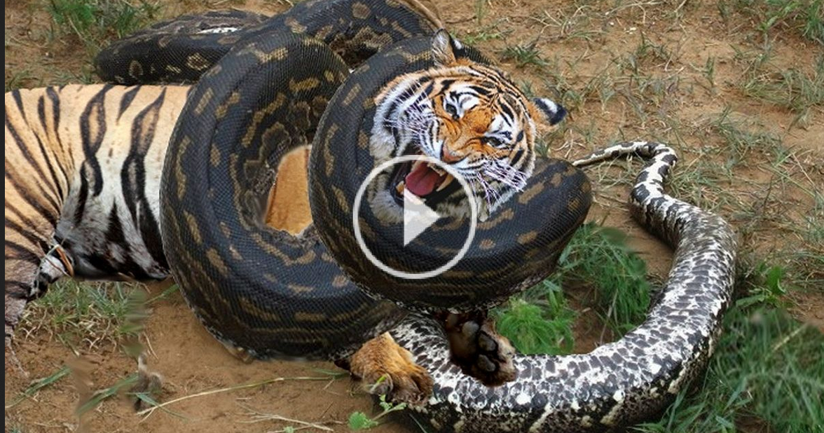 SWAXBZ TV: VIDEO : WOO GIANT SNAKE ATTACK TIGER