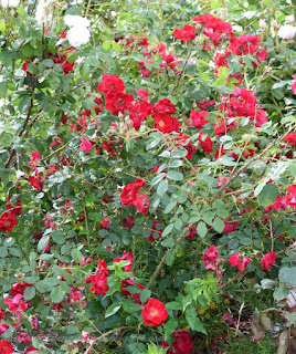 Garden Musings: Canadian Roses