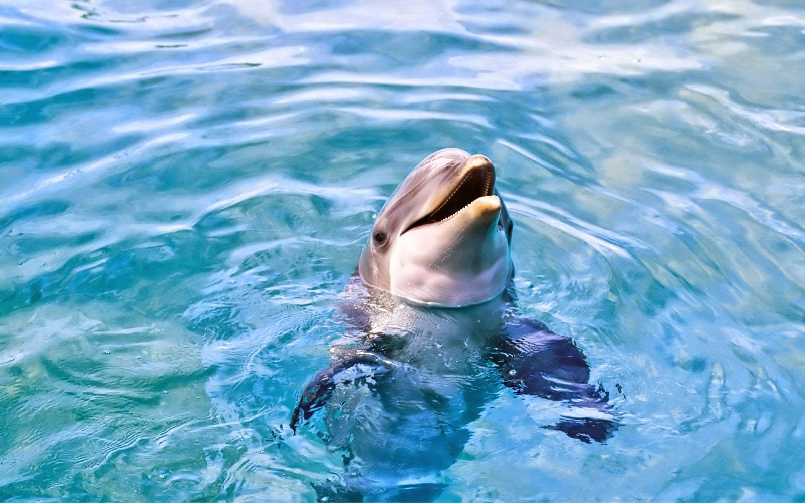 Dolphin - HD Wallpapers | Earth Blog