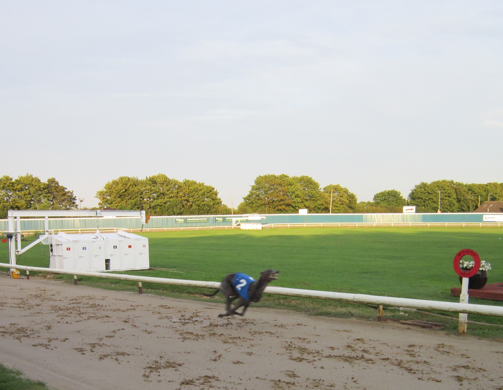 Saving Greys, by GREY2K USA Worldwide: GREY2K USA Investigates ...