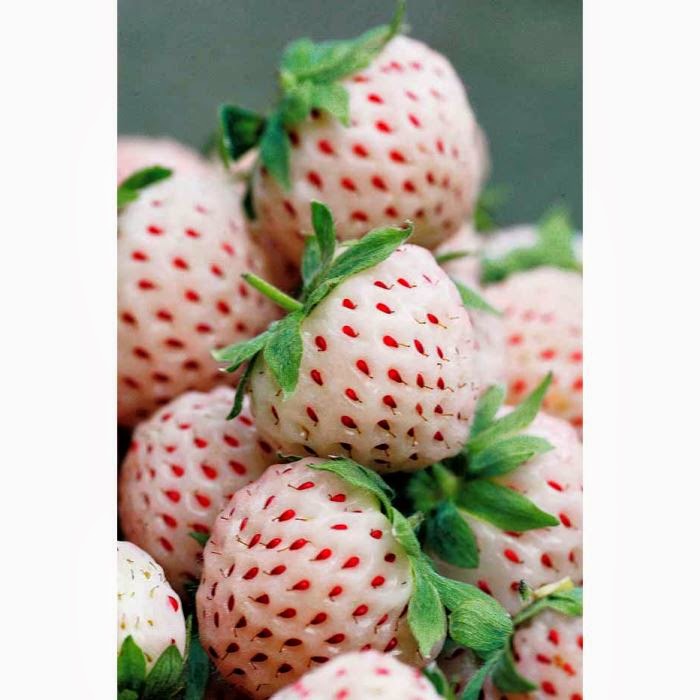 Blog Buatan Sendiri: Macam-Macam Buah Strawberry