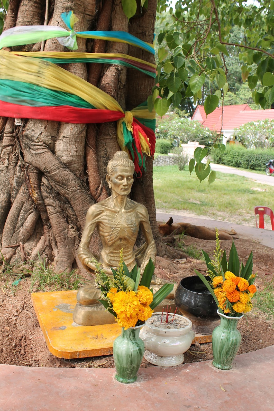 Tim in Thailand : Bodhi Trees