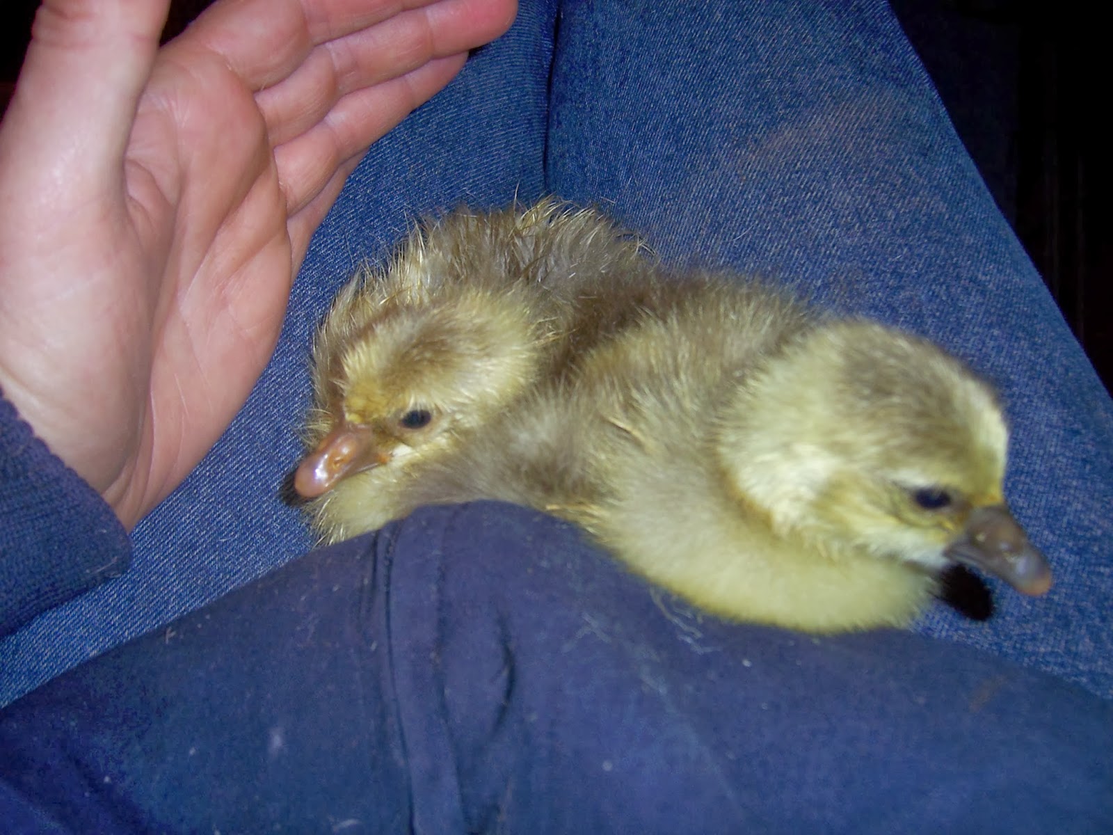 Pretending to Farm: What's Good for the Goose