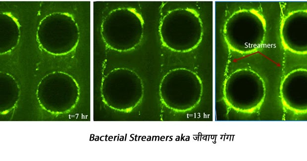 Bacterial Streamers