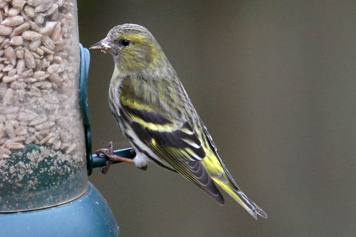 Greenham Birding: Hungry Greenfinch and Siskin