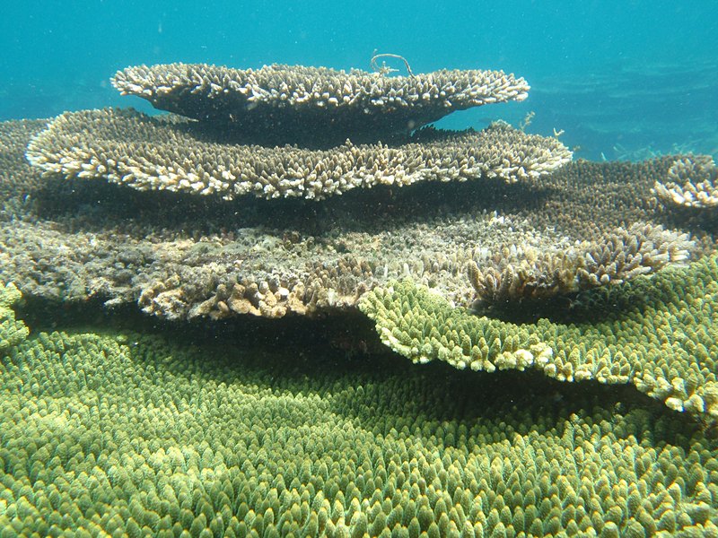 Coral reefs: WHAT ARE THE DIFFERENT KINDS OF REEFS?