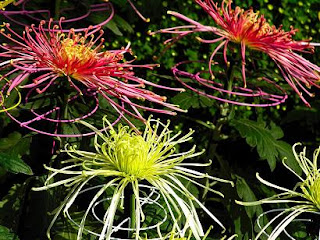 ARTE Y JARDINERÍA : Crisantemos