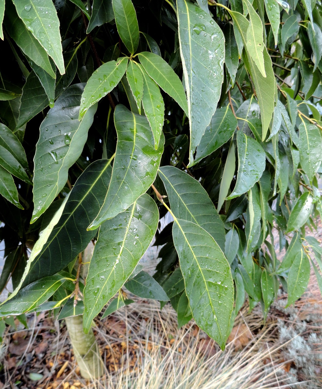 danger garden: I'm taking you along on another walk...