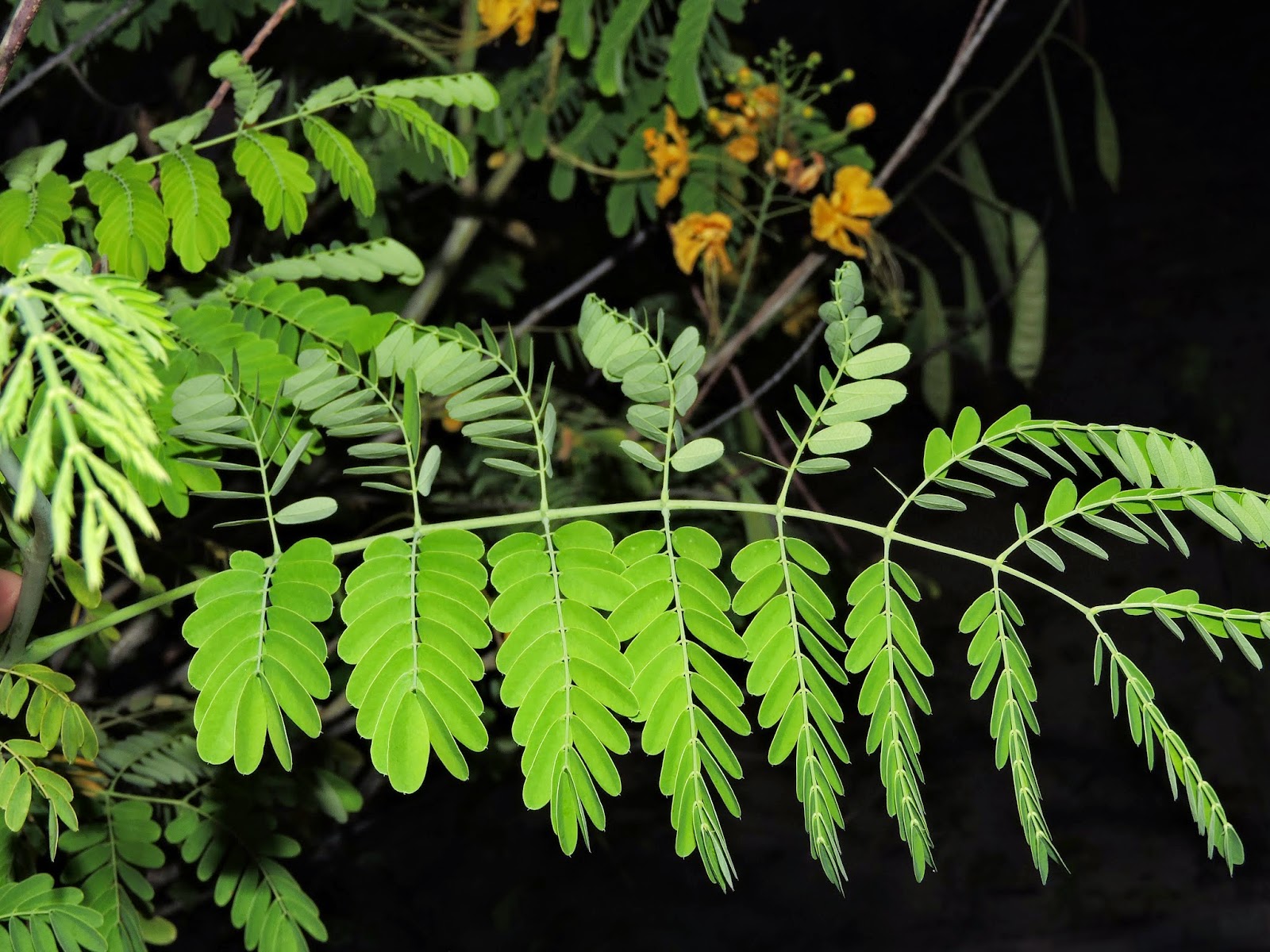 Fabaceae - Leguminosae no Brasil: Caesalpinia