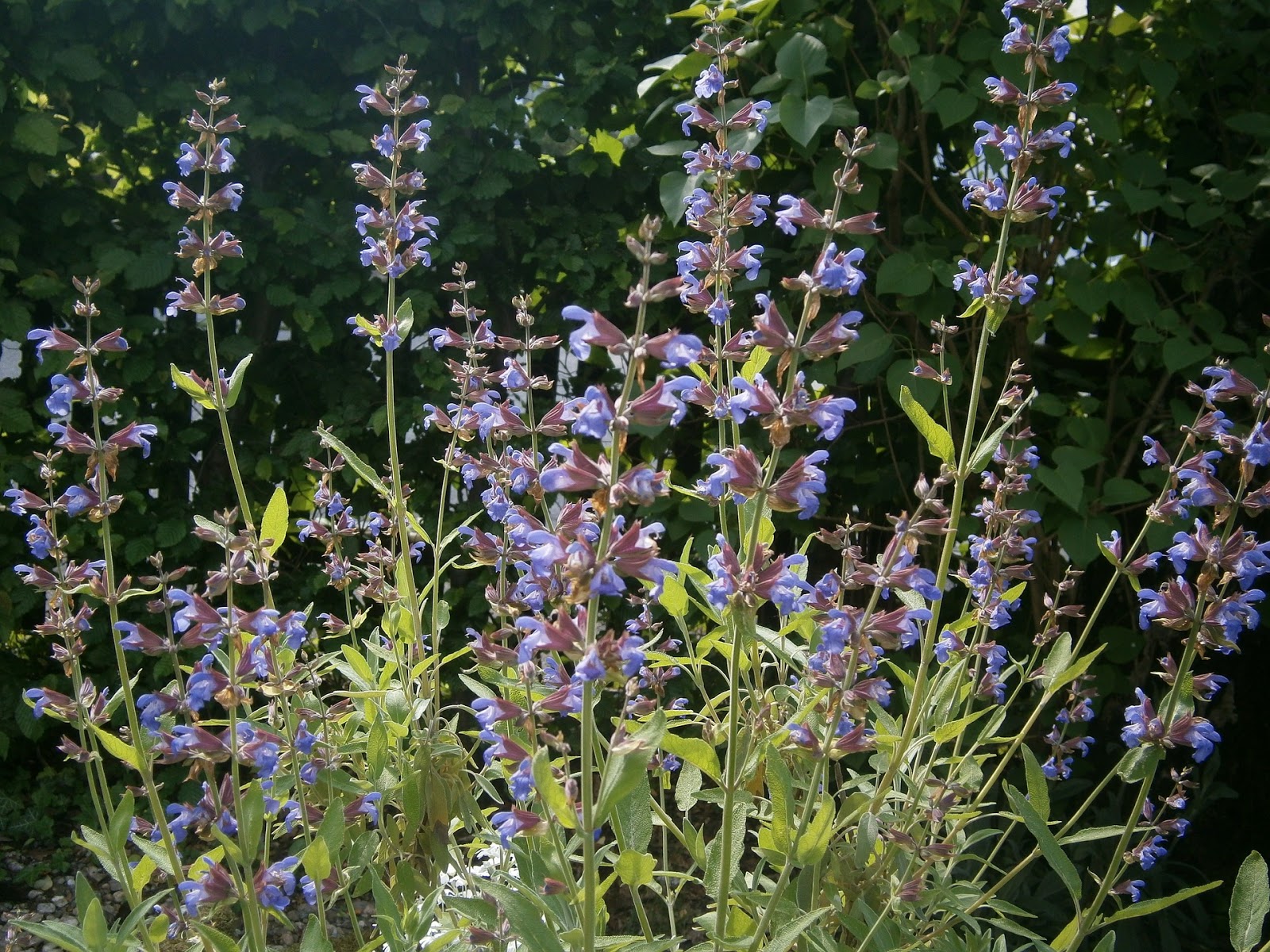 Stories from the Wigwam: Medicinal Monday - Sage