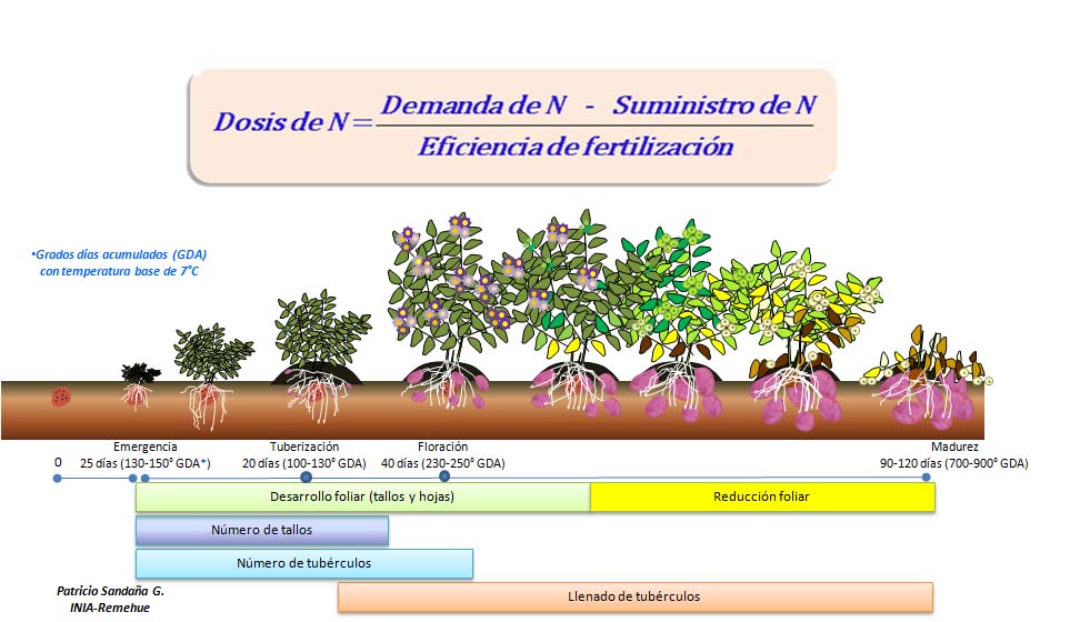 FertilizaciÓn Nitrogenada Para El Cultivo De Papa Agro Huancavelica