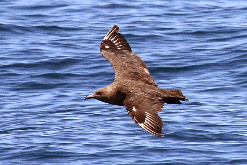 Debi Shearwater's Journeys: ALBACORE GROUNDS: OFFSHORE MONTEREY SEABIRDING