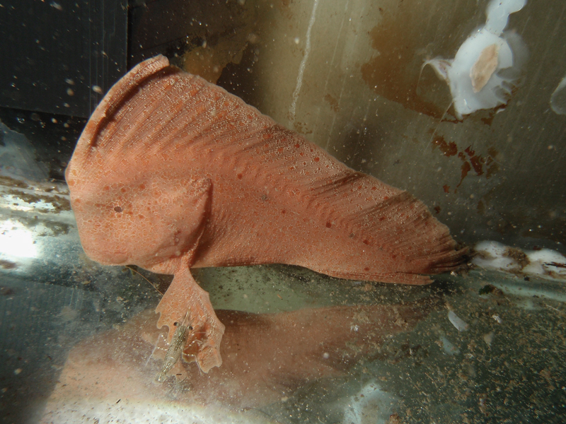 AQUATICHYK: RED INDIANFISH / Pataecus fronto