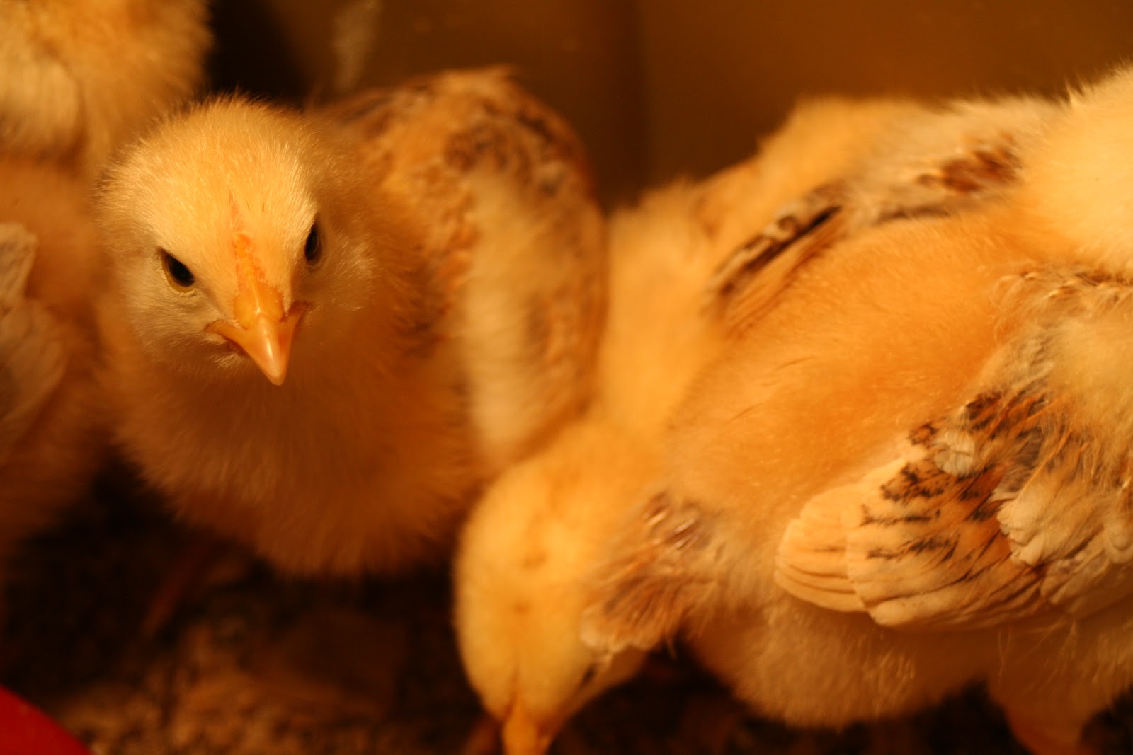 Brooding On: Growing Chicks