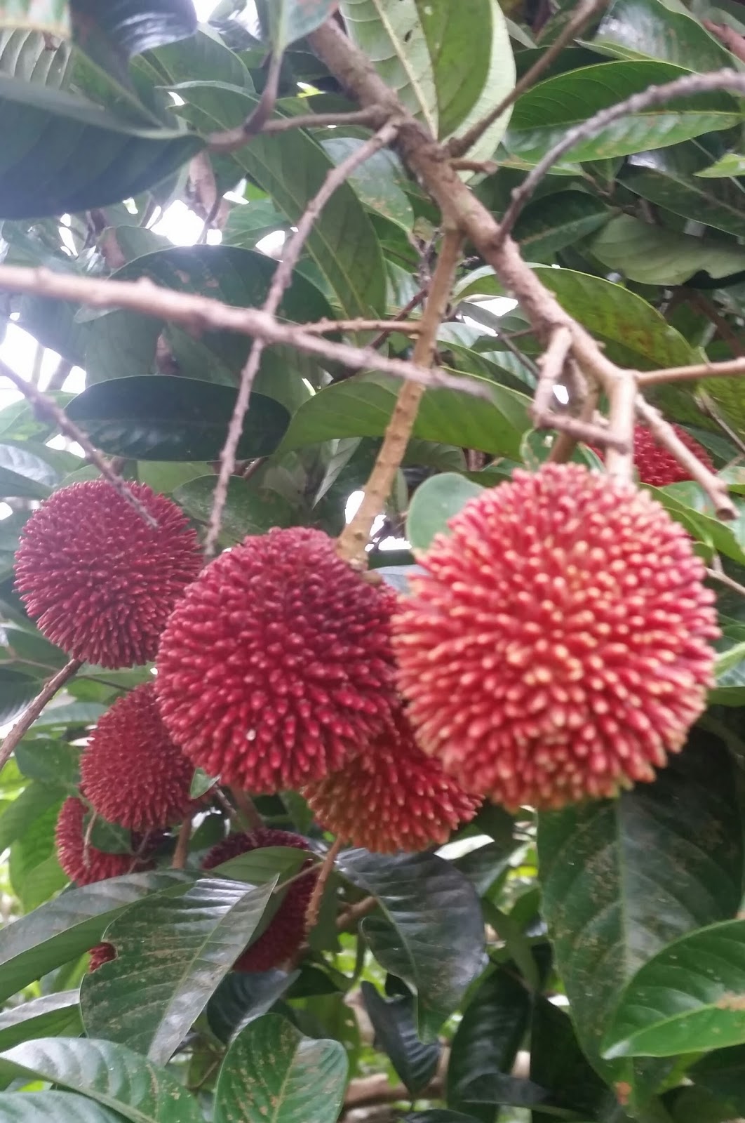 Warisan Petani: Buah Pulasan.