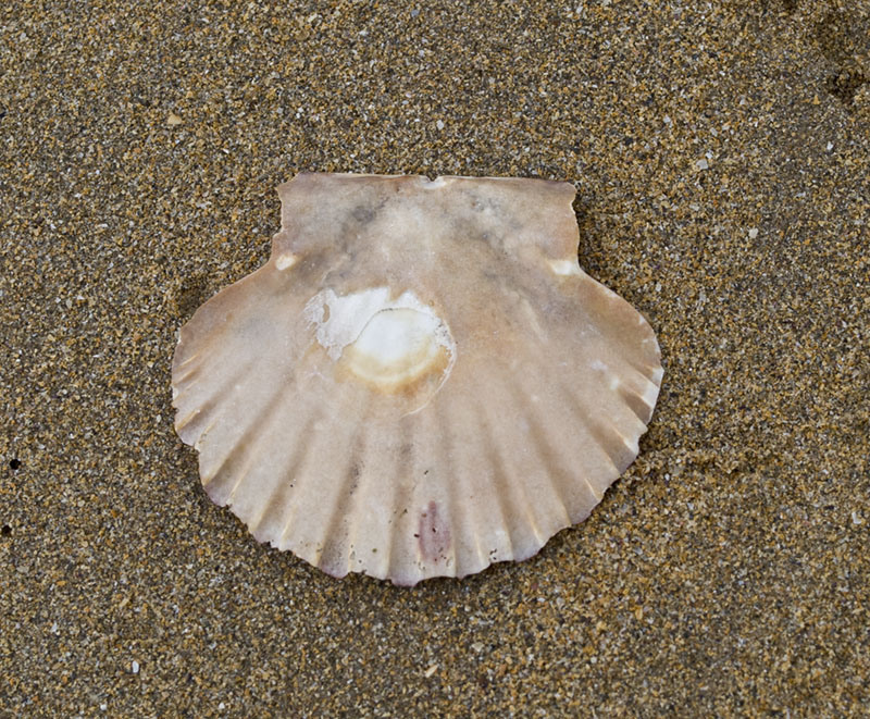 Paseos por la naturaleza: Pecten jacobaeus