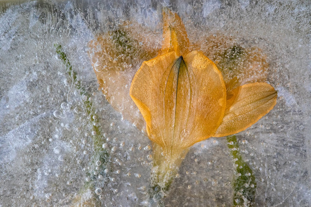 Kathleen Clemons Photography: Frozen Flowers