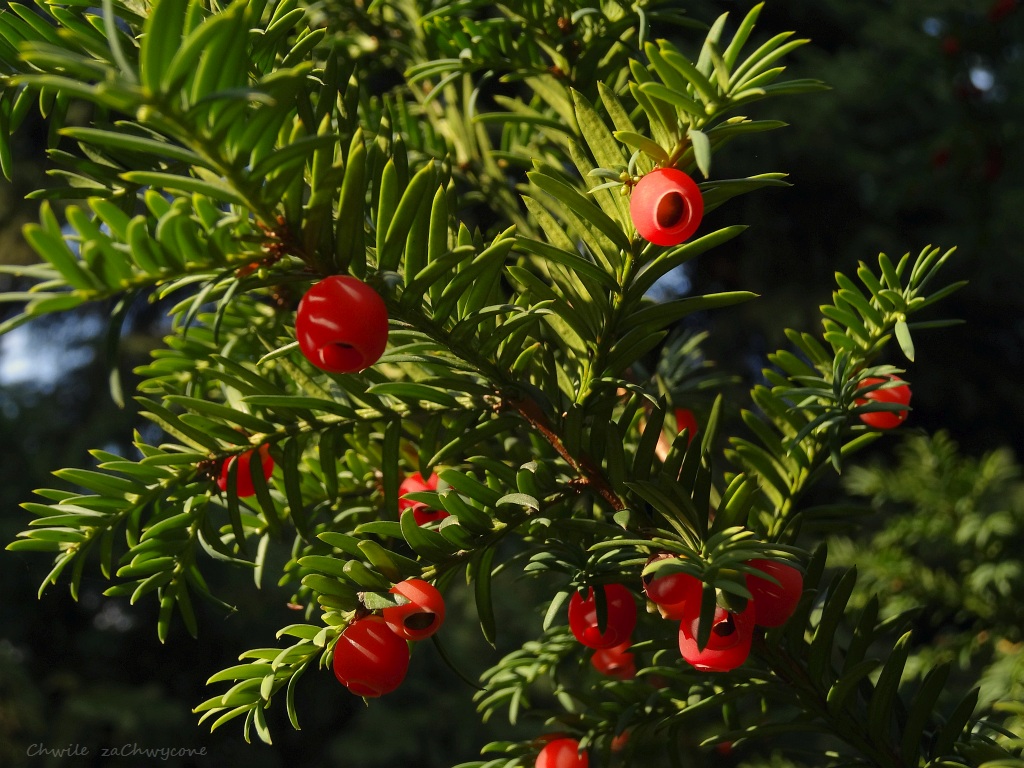 Chwile zaChwycone: Cis we wrześniu