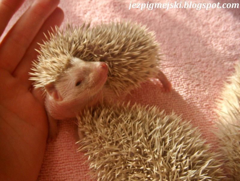 Jeż Pigmejski - Kolczaste Potworki: Rozród i małe jeże pigmejskie