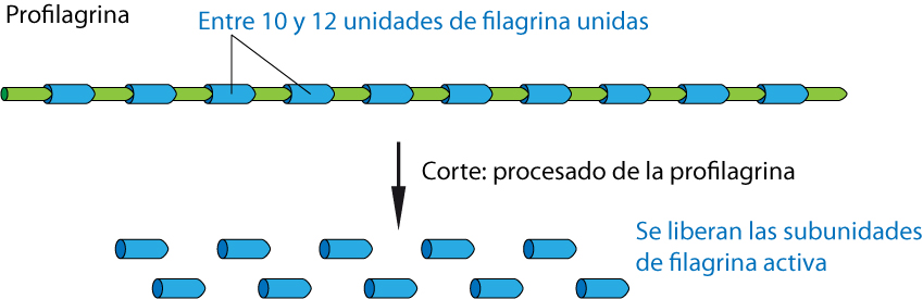 el moderno prometeo: Quetatina: estructura y síntesis.
