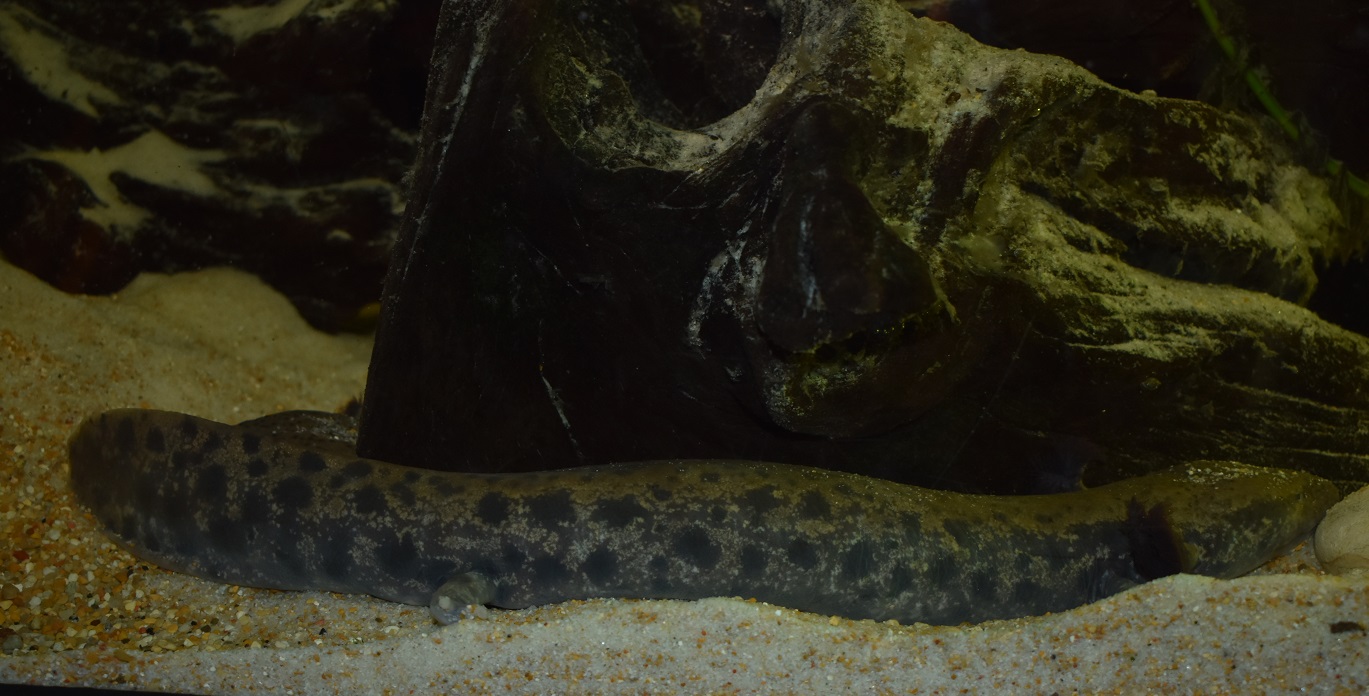 ZOOTOGRAFIANDO (6.057 ANIMALS): NECTURO / COMMON MUDPUPPY (Necturus ...