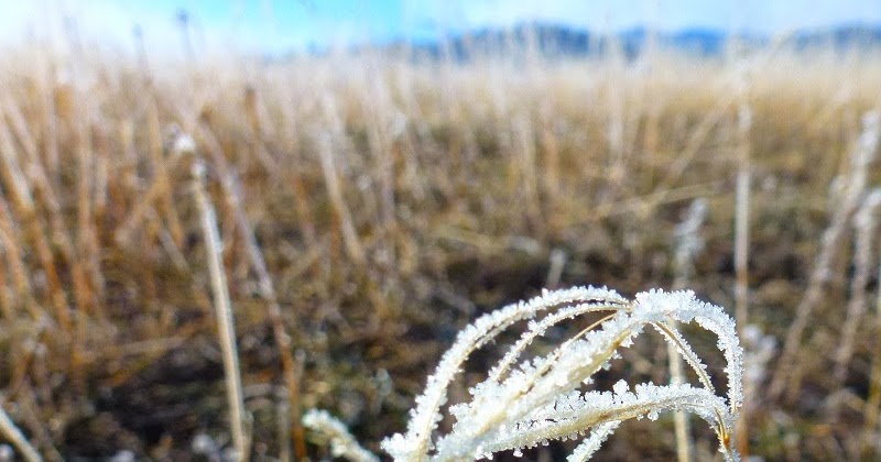 Montana 1 a day.com: Frosted Winter Grass, Blue Mountain, Missoula, Montana