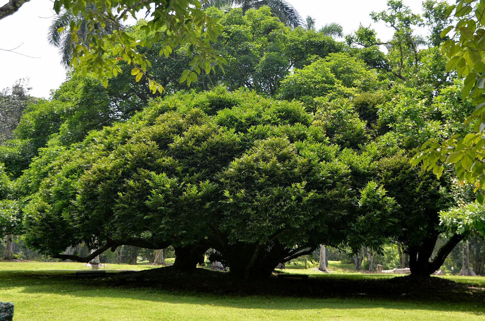 Bretones Fotos: Panama IV: Parque Municipal Summit