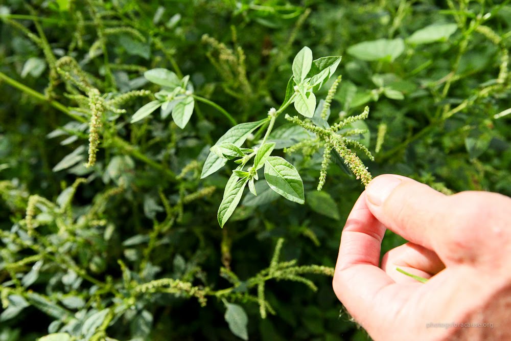 Melendres Farm || Antipolo, Rizal