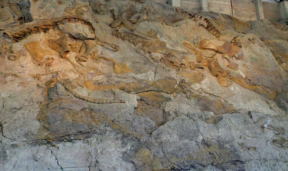 Cataclysmic Continental Shift: How Fossils Are Really Formed