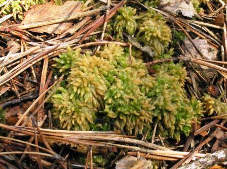 Przyroda - dookoła nas...: Mchy - jedne z pierwszych roślin lądowych