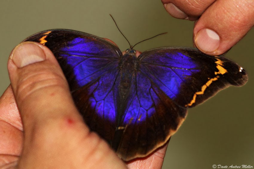 Projeto Ave Missões: Fotos de Invertebrados