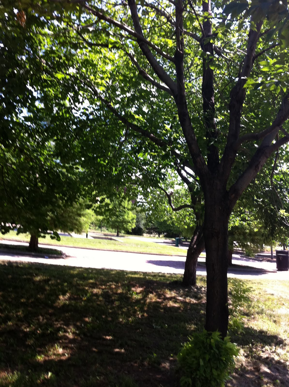 Detroit Green Space: Greening of Detroit Park