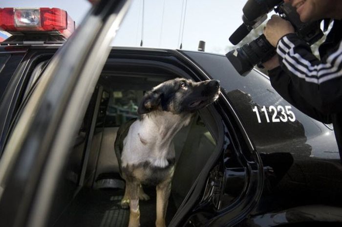 Sacramento police dog survives after getting shot in the neck (16 pics ...